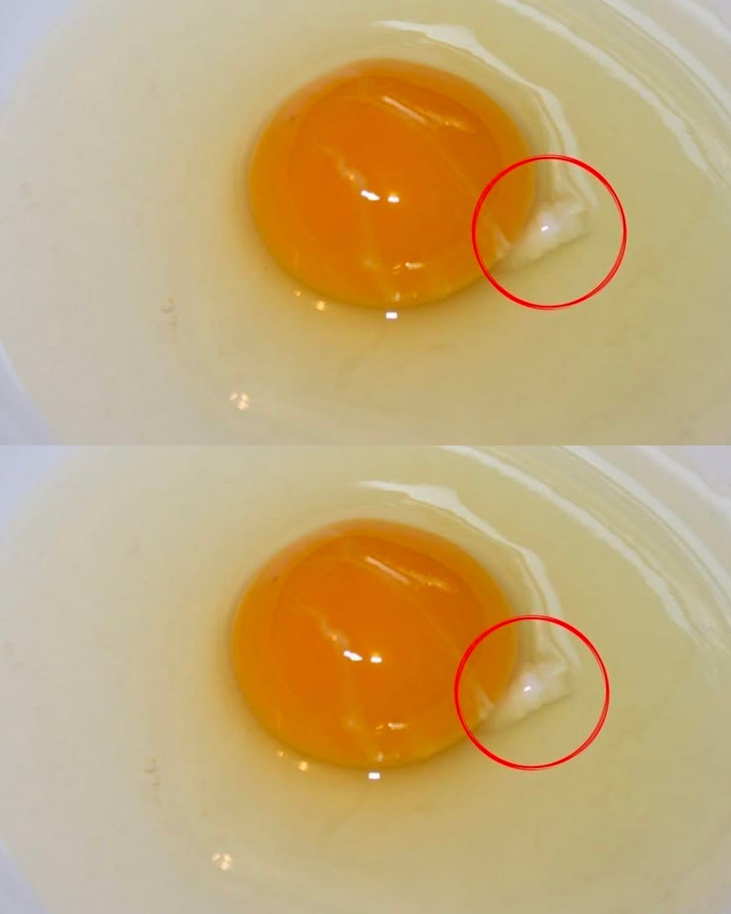 What is the red dot in the egg yolk? – Best Recipes